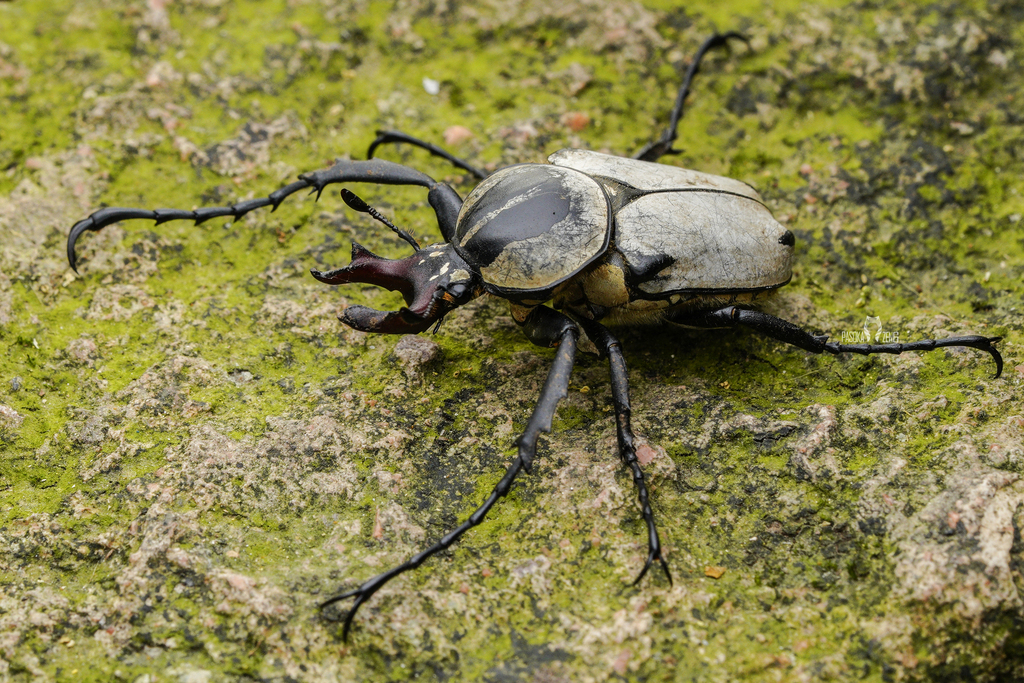 Adam's Stag-horned Beetle from 中国浙江省杭州市上城区 on May 18, 2024 at 07:26 PM ...