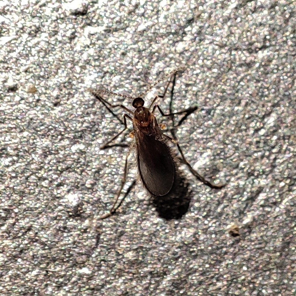 Gall and Forest Midges from Beijing, Beijing, CN on May 27, 2024 at 11: ...