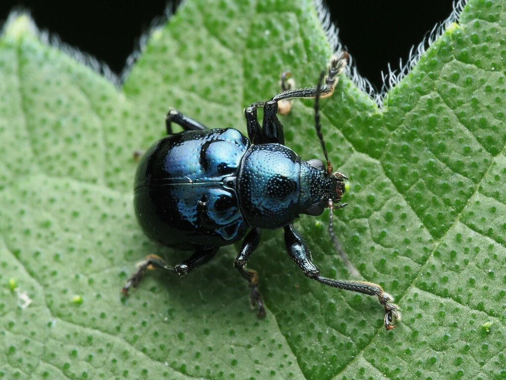 Basilepta leechi in May 2024 by komet2022 · iNaturalist