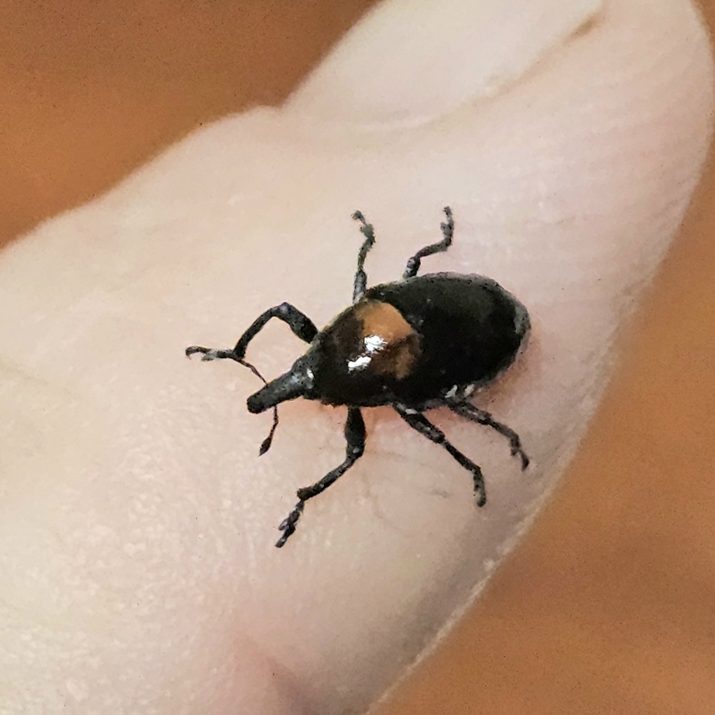 Turbine Cylindrical Weevil from Buck Township, PA, USA on May 28, 2024 ...