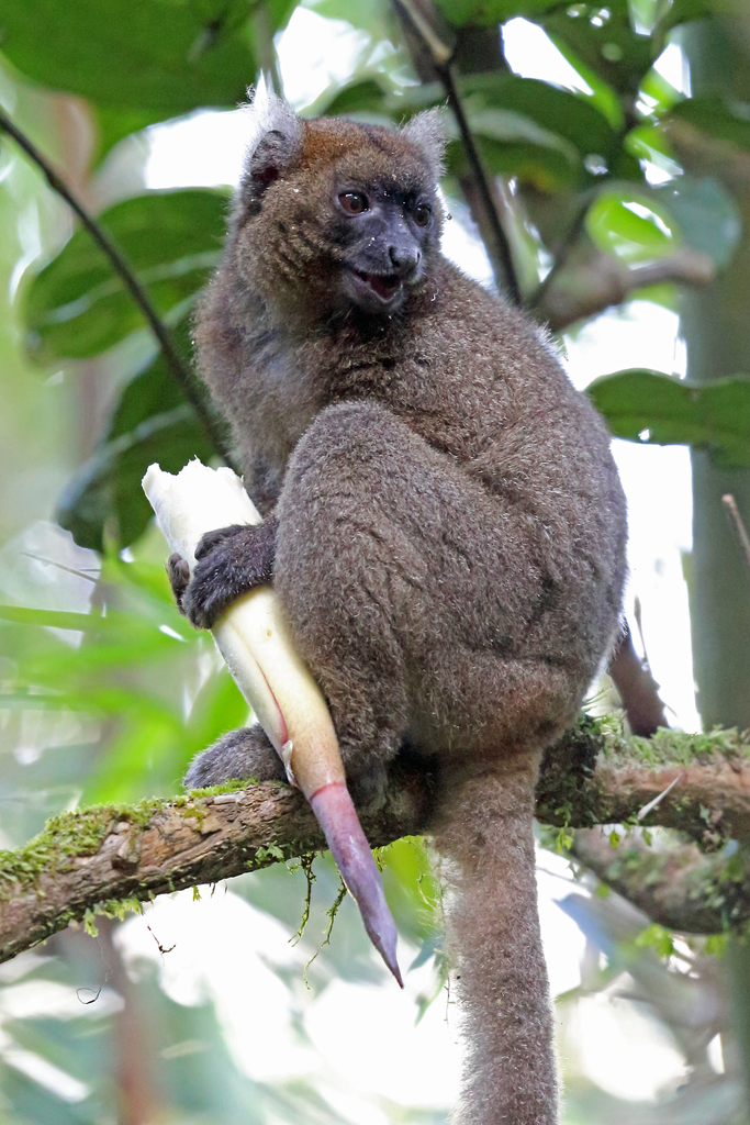 Greater Bamboo Lemur (Prolemur simus) - Know Your Mammals