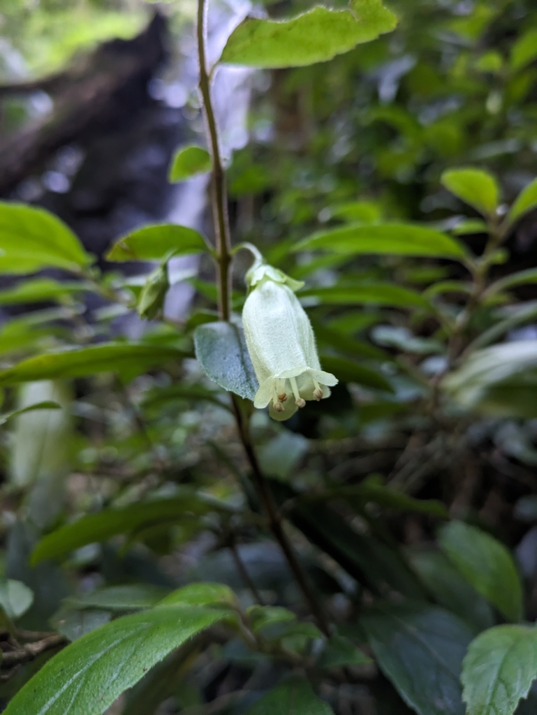 fieldia from Mount Wilson NSW 2786, Australia on May 28, 2024 at 11:52 ...