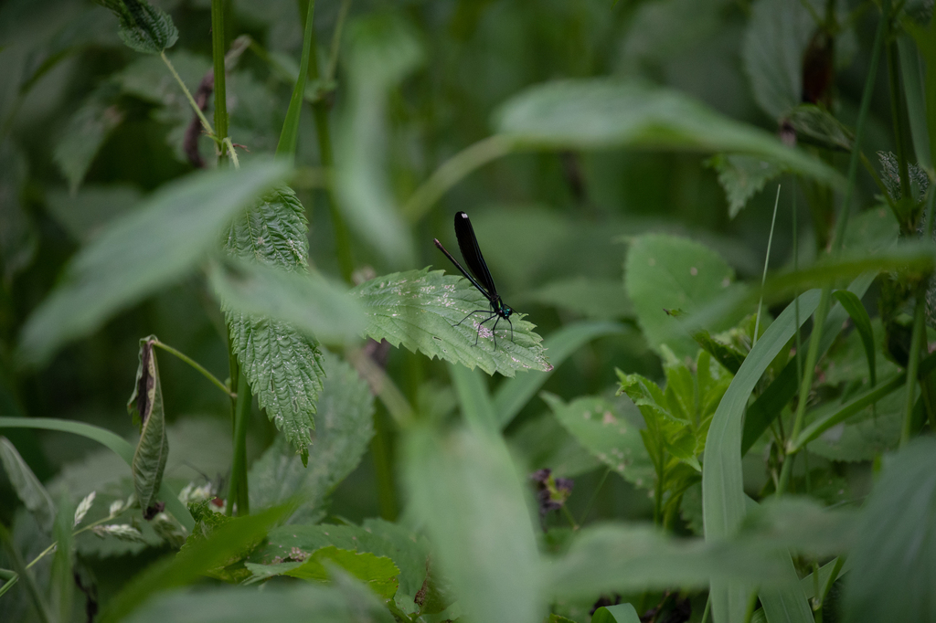 Ebony Jewelwing from Dupage County, IL, USA on May 24, 2024 at 05:55 PM ...