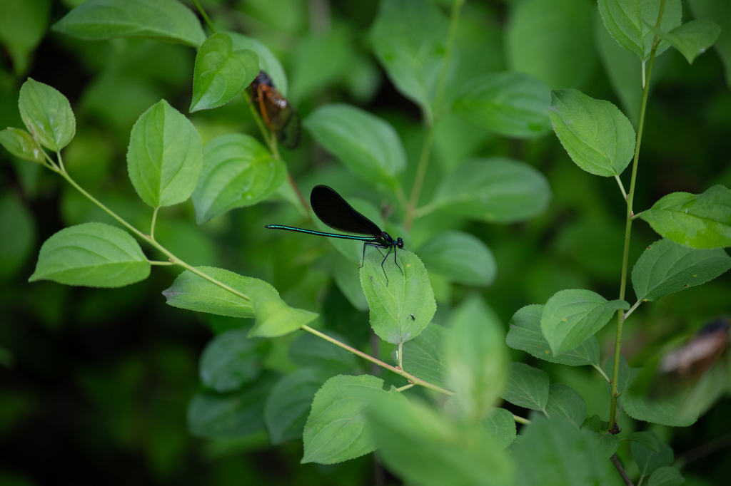 Ebony Jewelwing from Dupage County, IL, USA on May 24, 2024 at 05:48 PM ...
