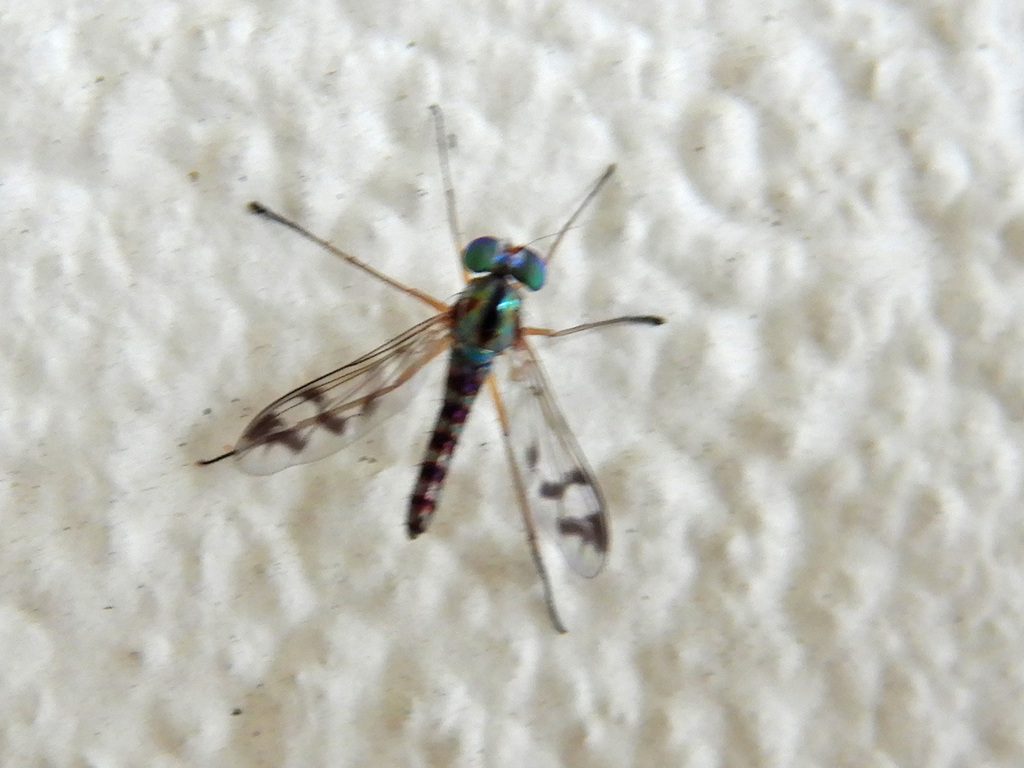 Long-legged Flies from Bordertown SA 5268, Australia on March 26, 2023 ...