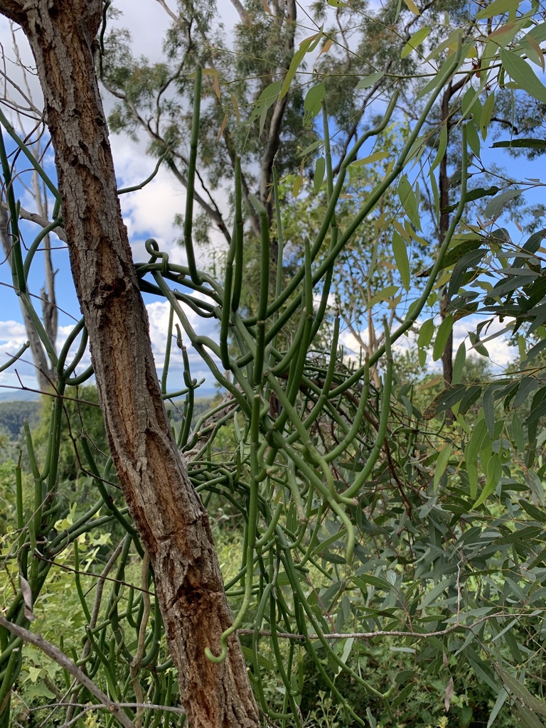 Caustic Vine from Flinders Peak Hiking Tk, Peak Crossing, QLD, AU on ...