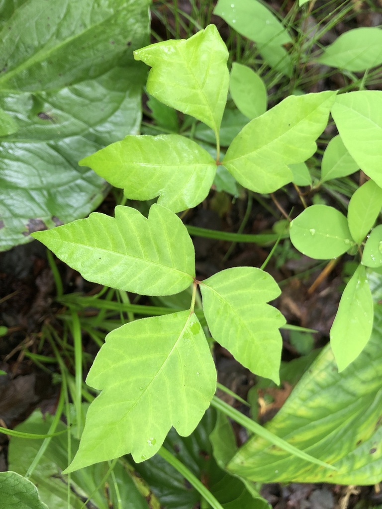 eastern poison ivy from David C. Driskell Community Park, Hyattsville ...