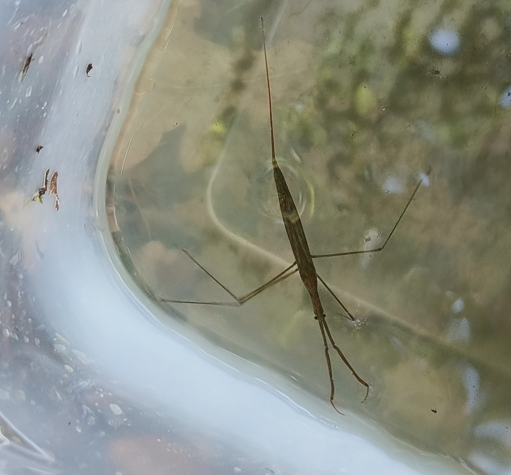 Water Stick Insect from Kassor, Suomi on May 28, 2024 at 03:27 PM by ...