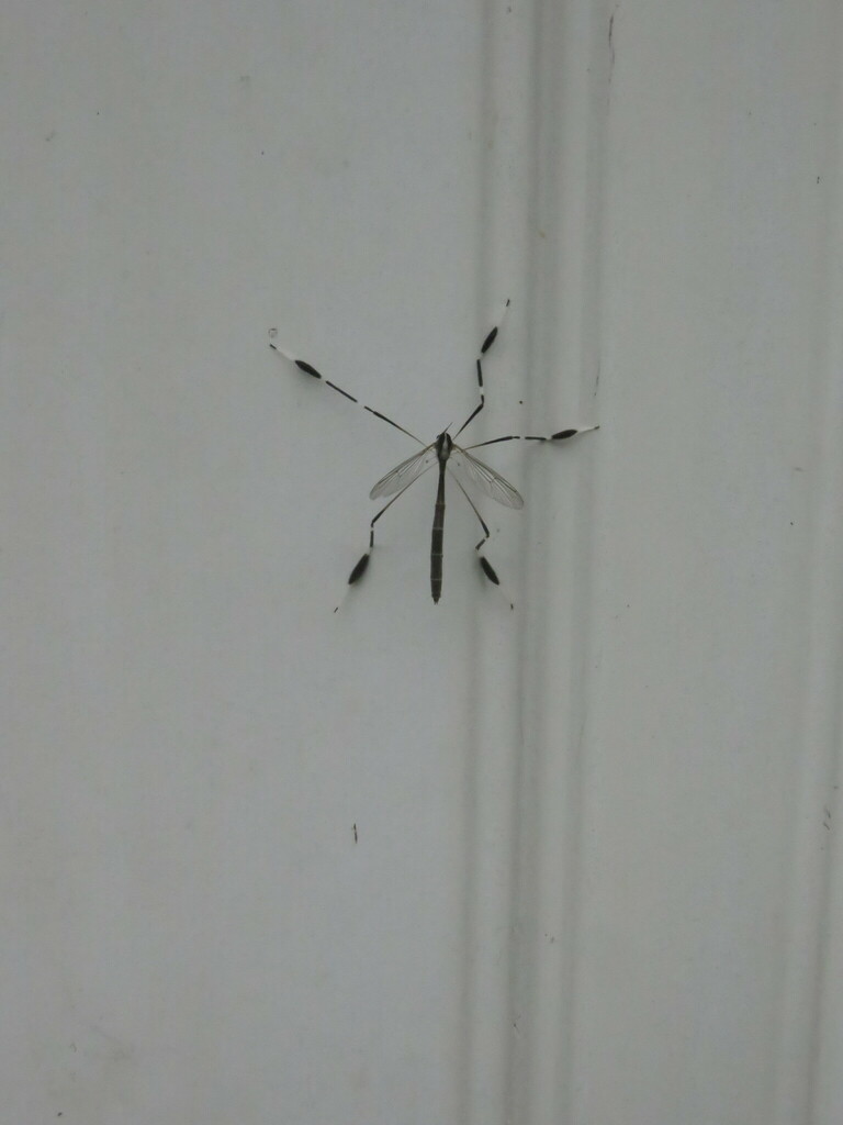 Eastern Phantom Crane Fly from 431 E Rd, Milton, VT 05468, USA on May ...