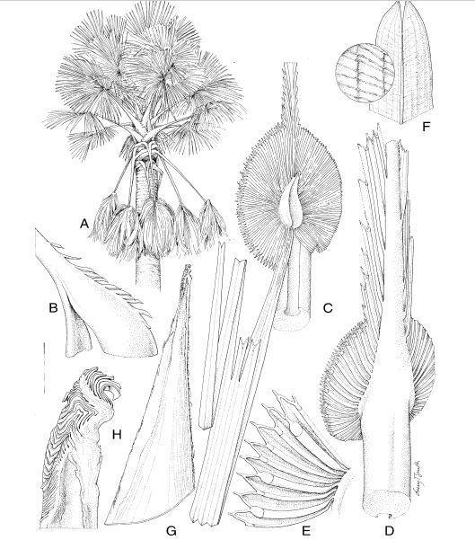 Tahina spectabilis (Field guide to the Palms of Dry area ) · iNaturalist