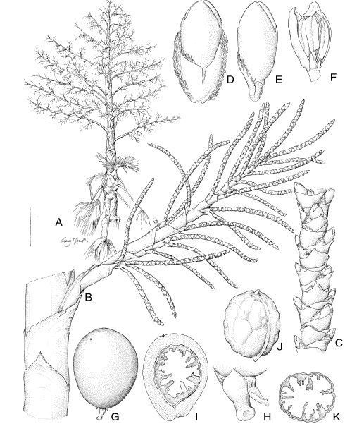 Tahina spectabilis (Field guide to the Palms of Dry area ) · iNaturalist