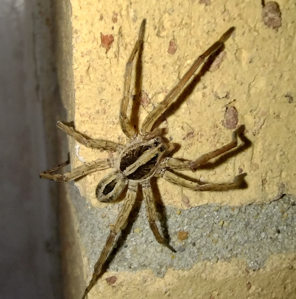 lance wolf spider from Amory, MS 38821, USA on May 28, 2024 at 07:50 AM ...