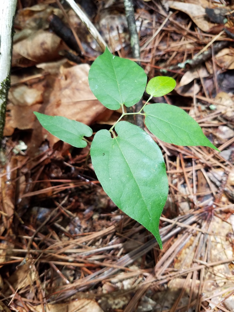 Virginia snakeroot in May 2024 by Leila Dasher · iNaturalist