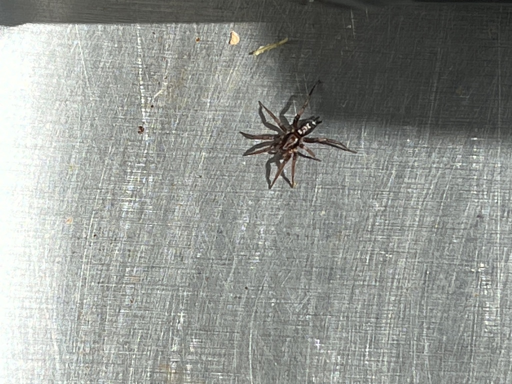 Eastern Parson Spider from Solomon Dr, Cameron, NC, US on May 28, 2024 ...