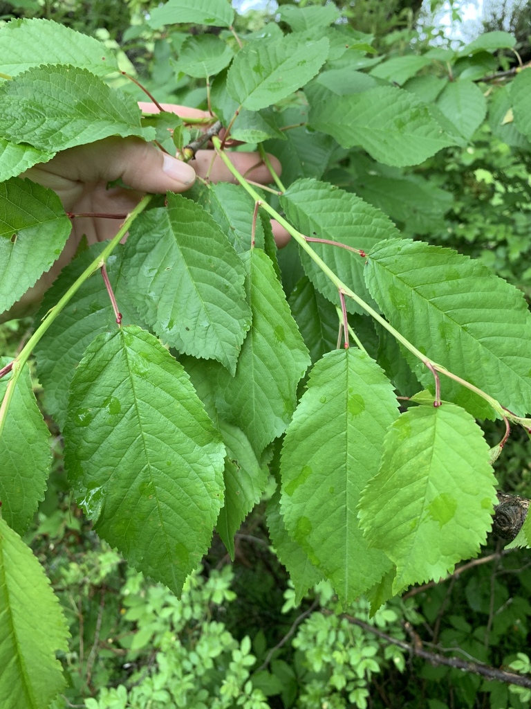 wild cherry from 2–506 Poorhouse Farm Rd, New Castle, VA, US on May 12 ...