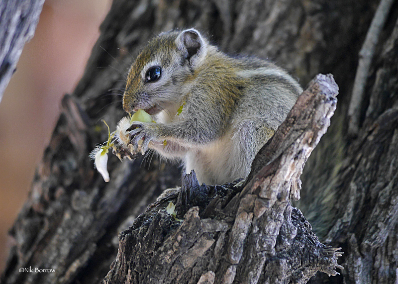 Congo Rope Squirrel (Funisciurus congicus) - Know Your Mammals