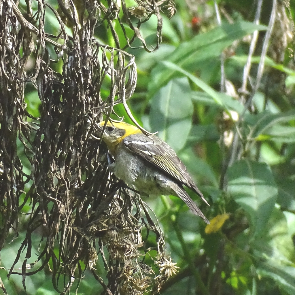 Olive Warbler from 14710 CDMX, México on May 20, 2023 at 10:28 AM by ...