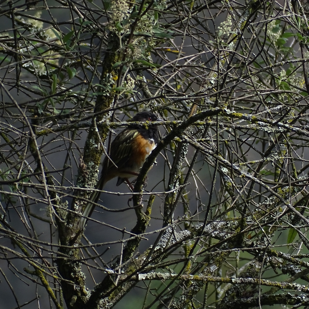 Olive-backed Towhee from 14710 CDMX, México on May 20, 2023 at 10:34 AM ...
