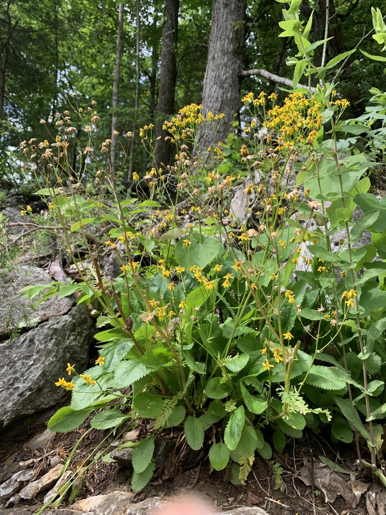 balsam ragwort (Packera paupercula) - Botanical Realm