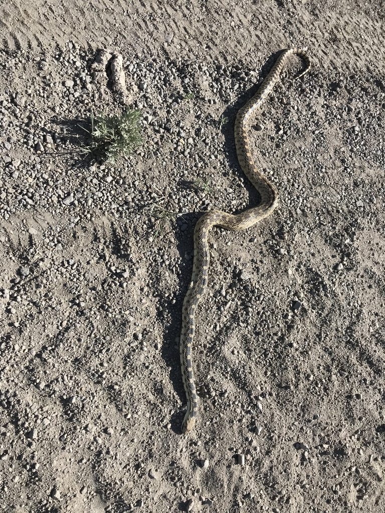 Gopher Snake from Humboldt-Toiyabe National Forest, Gardnerville, NV ...