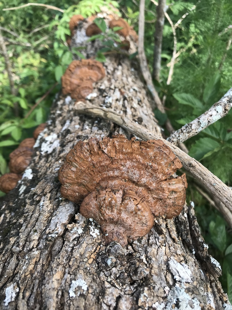Thin-walled Maze Polypore from Memorial Park, Houston, TX, US on May 9 ...