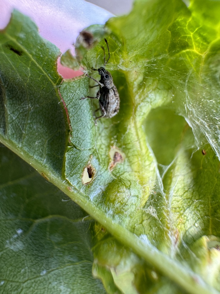 Peach Root Weevil from Long Hill Rd, Millington, NJ, US on May 28, 2024 ...