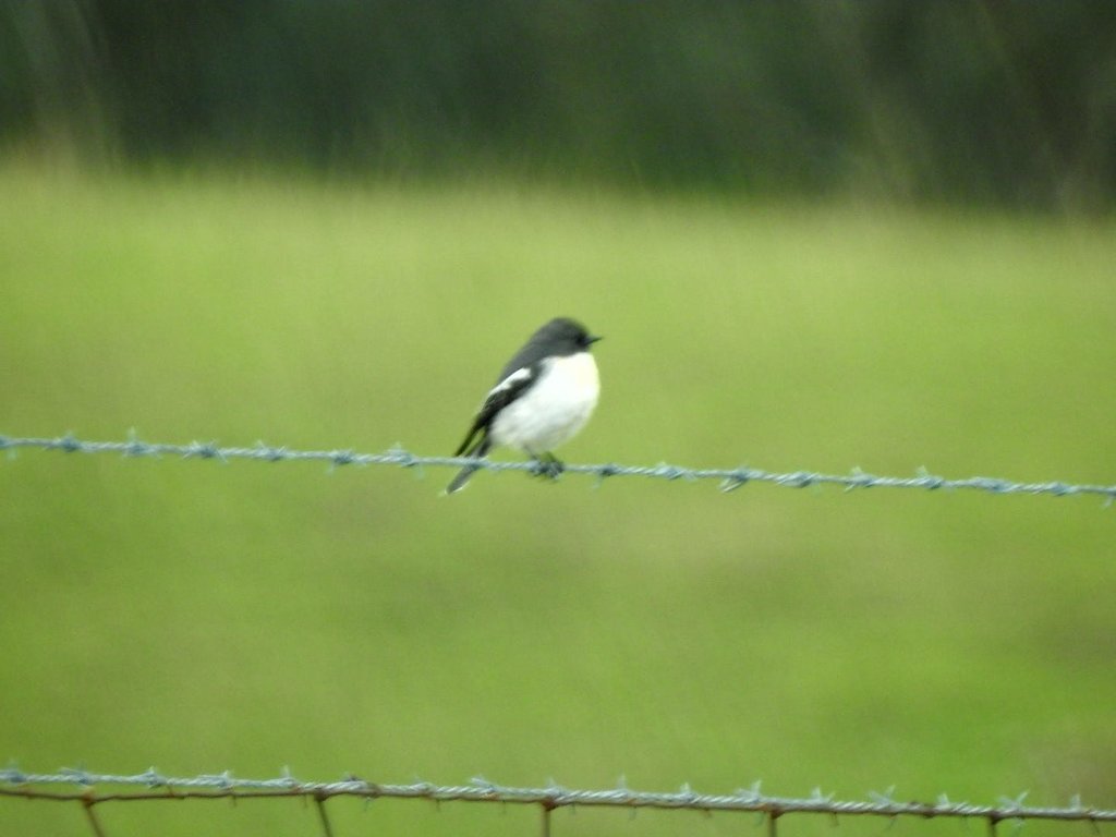 Hooded Robin from Unnamed Road, Adjungbilly NSW 2727, Australia on May ...