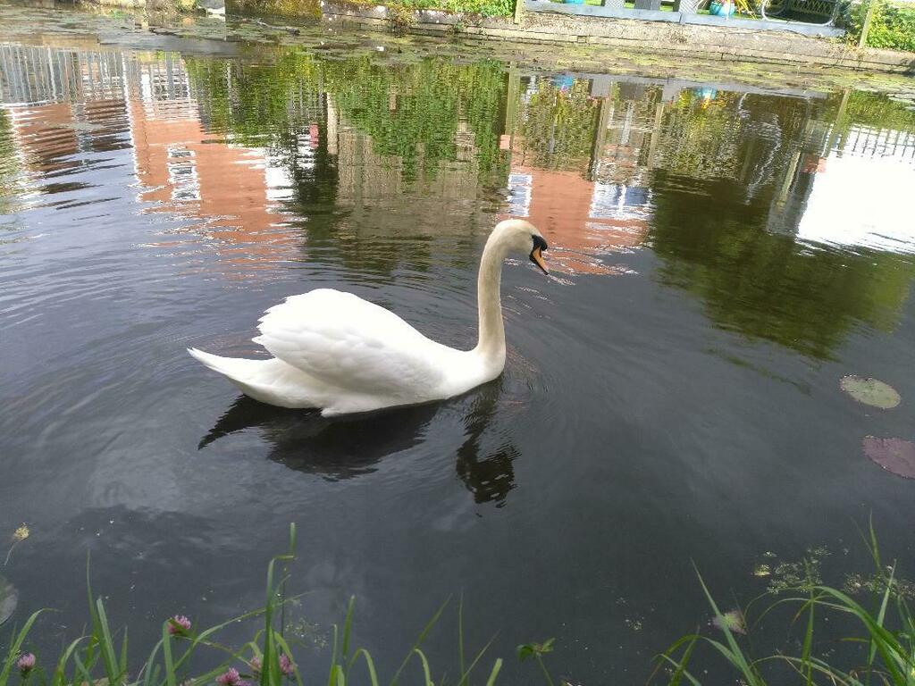 Mute Swan from Walsall, UK on May 27, 2024 at 04:31 PM by R G Cooper. Observations on a pair of ...