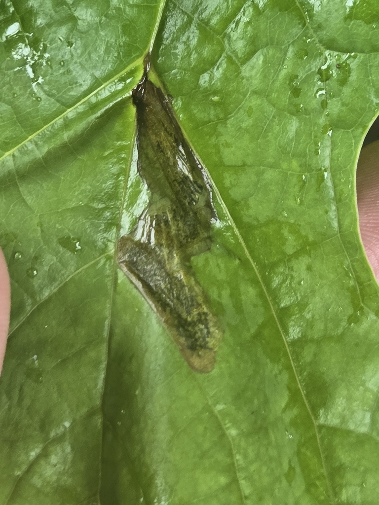 Yellow Poplar Weevil from Erie, PA 16505, USA on May 28, 2024 at 11:26 ...
