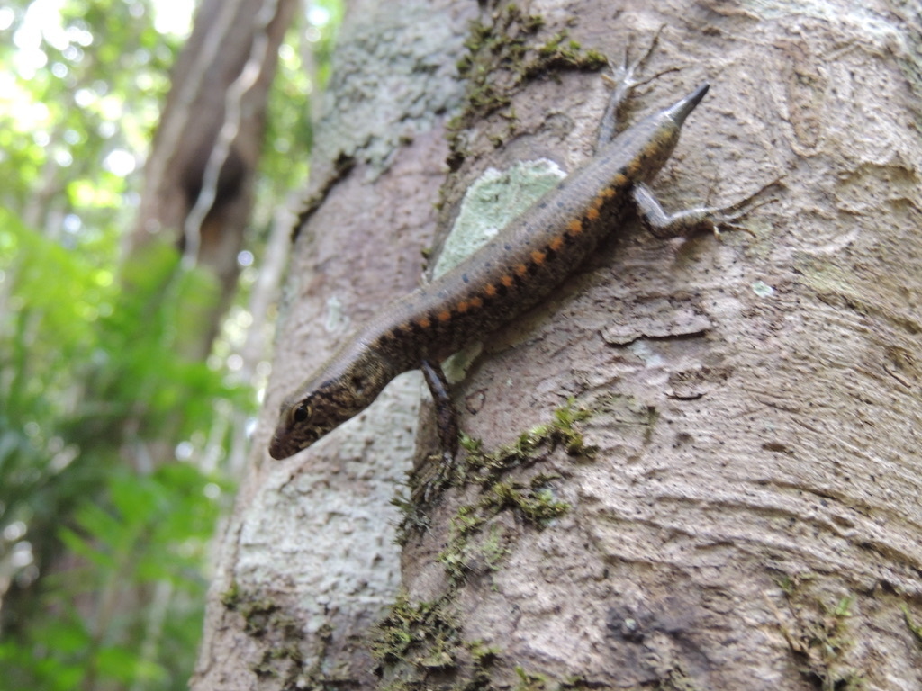 Yellow-blotched Forest Skink from Cow Bay QLD 4873, Australia on ...