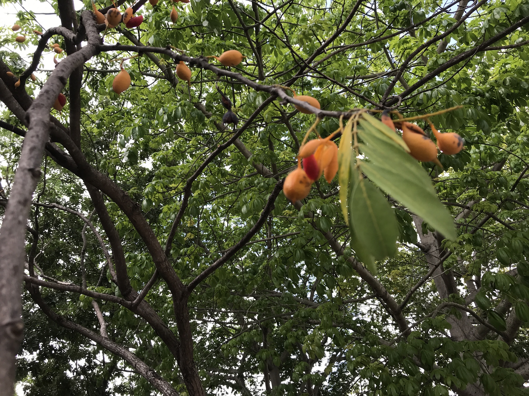 Swartzia cubensis (Britton & P.Wilson) Standl.
