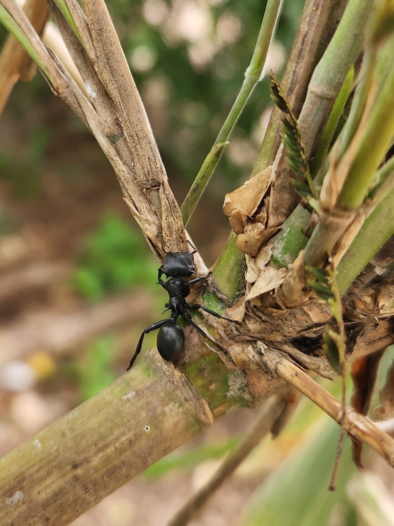 Common Giant Turtle Ant from 6WJM+V5F, Santa Cruz de la Sierra, Bolivia ...