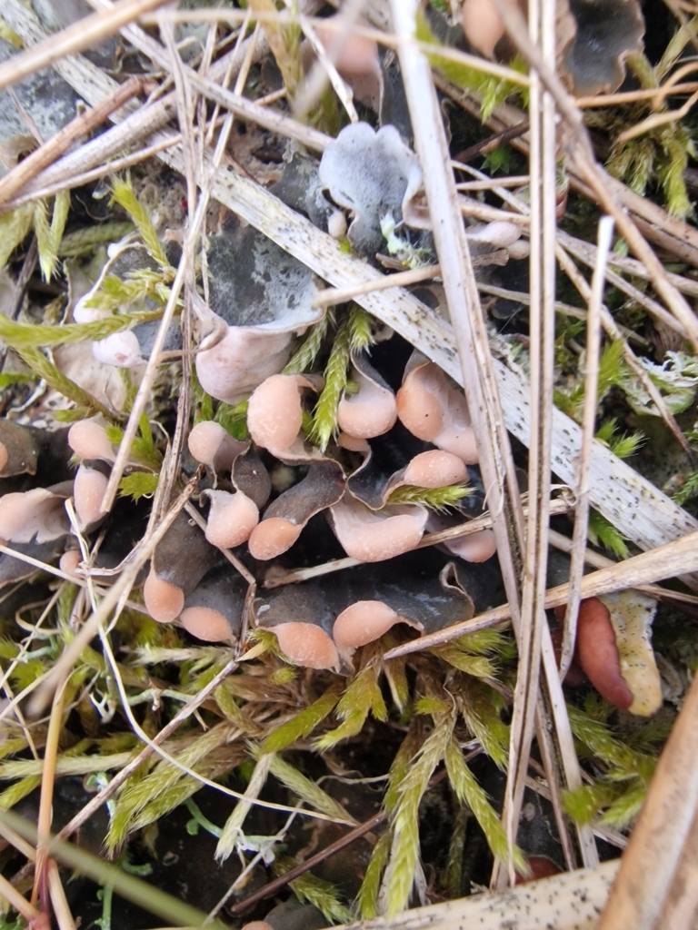 field dog lichen from East Head SSSI, West Wittering, West Sussex on ...