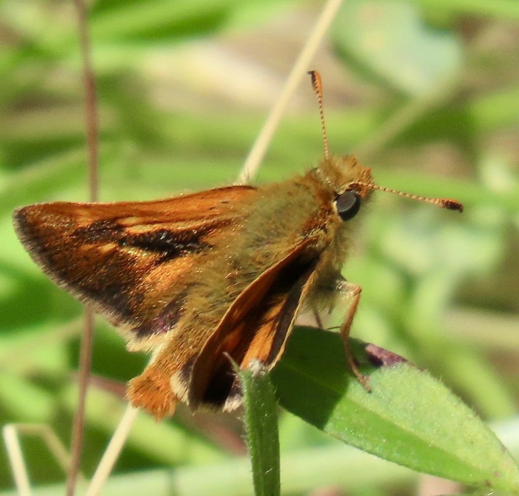 Rural Skipper from Toro County Park, Salinas, CA, US on May 27, 2024 at ...