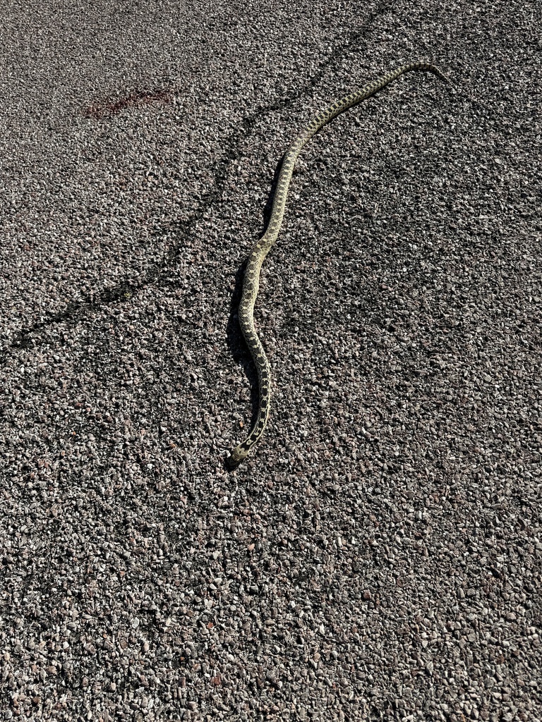 Great Basin Gopher Snake from Riverside Rd, Bunkerville, NV, US on May ...