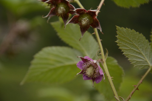 Rubus pedunculosus · iNaturalist