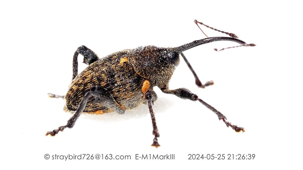 Curculio distinguendus from 中国北京市门头沟区RHQJ+4FP 邮政编码: 102461 on May 25 ...