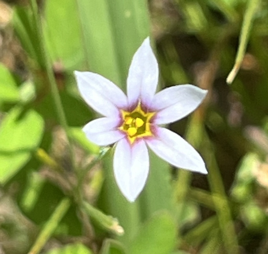 Blue Pigroot from Northshore Dr, Savannah, TN, US on May 28, 2024 at 11 ...
