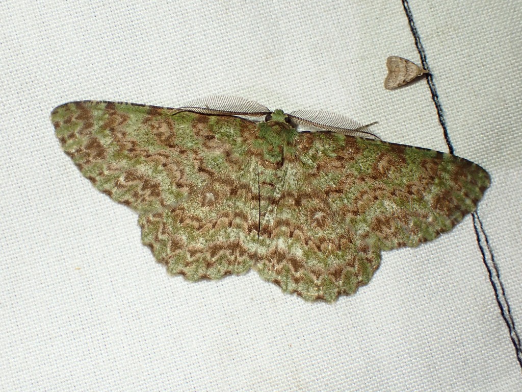 Ophthalmitis from Sakaleshpura on March 15, 2024 at 12:00 AM by Sanath ...