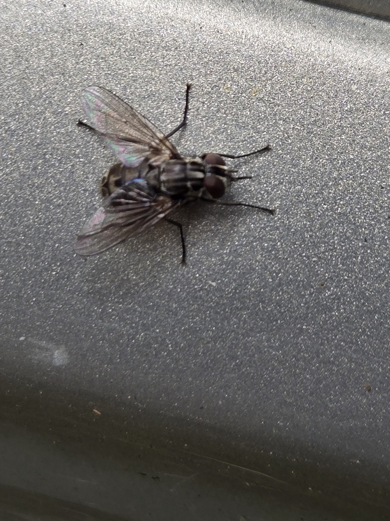 Stable Fly from Erie, PA 16507, USA on May 28, 2024 at 12:26 PM by ...