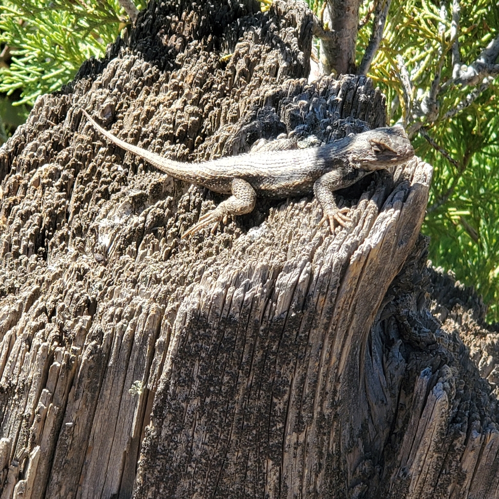 Southwestern Fence Lizard from Durango, CO 81303, USA on May 28, 2024 ...