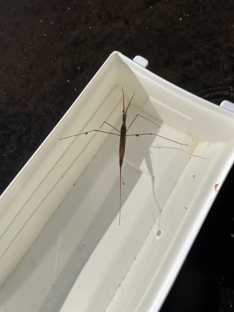 Water Stick Insect from Hakjärvi, Espoo, 18, FI on May 28, 2024 at 06: ...