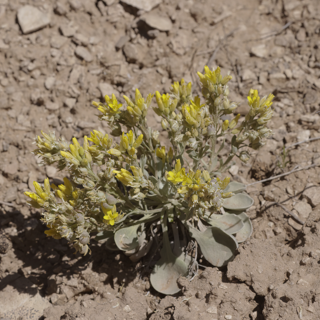 Double Bladderpod from Rio Blanco County, CO, USA on May 27, 2024 at 11 ...