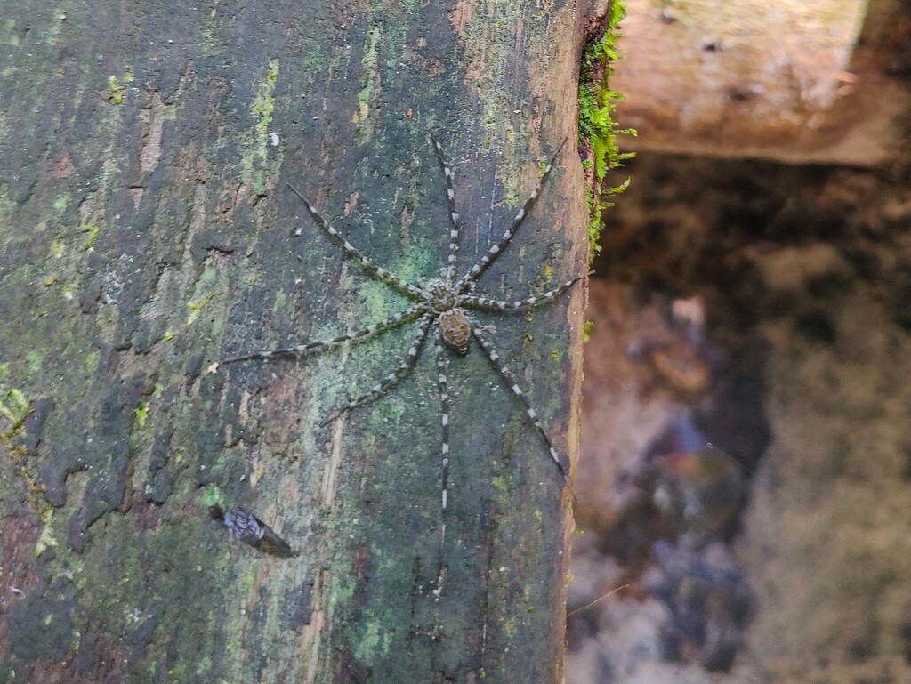 trechaleid spiders from Mâncio Lima, AC, 69990-000, Brasil on February ...