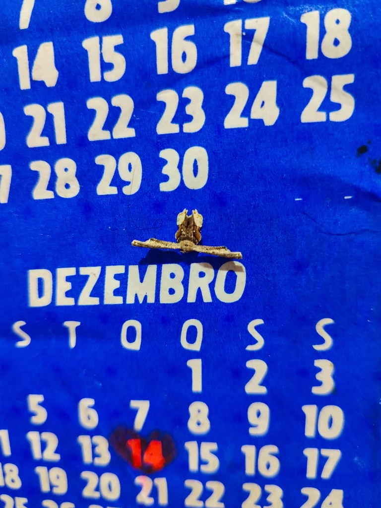 Monobolodes from Cruzeiro do Sul, AC, Brasil on February 8, 2024 at 03: ...