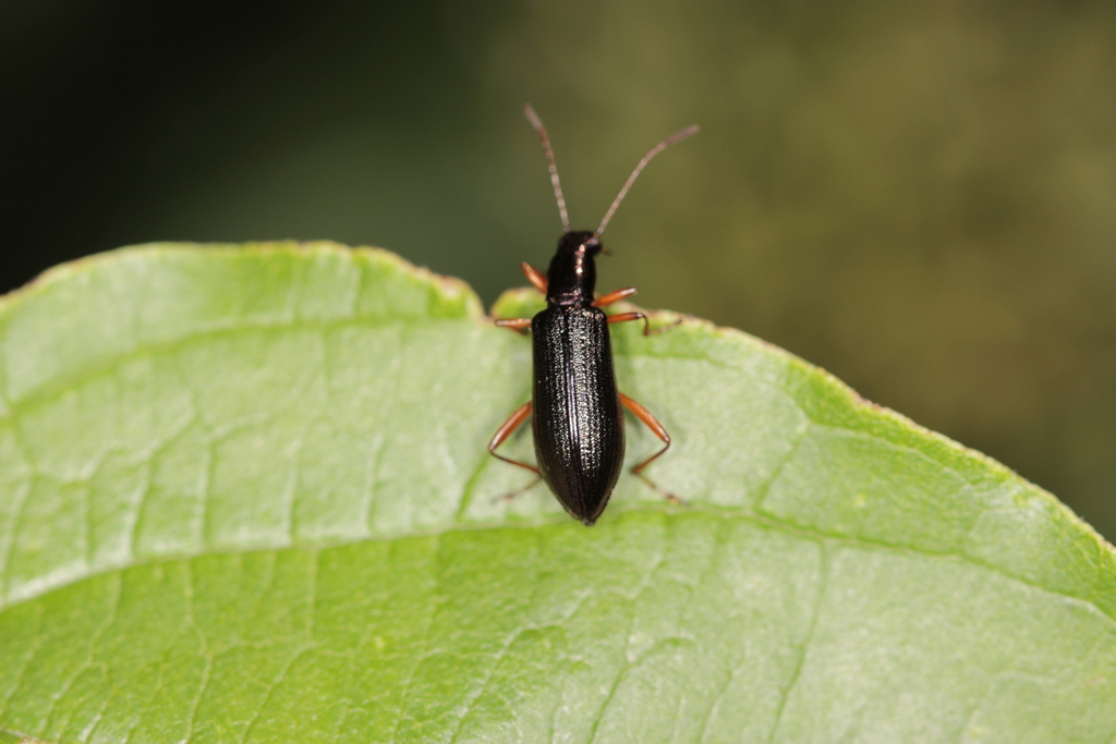 Beetles from Franklin County, MO, USA on May 28, 2024 at 11:42 AM by TC ...
