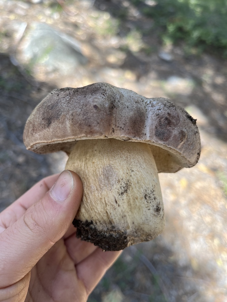 Spring King Bolete from Twin Bridges, CA, US on May 25, 2024 at 12:58 ...