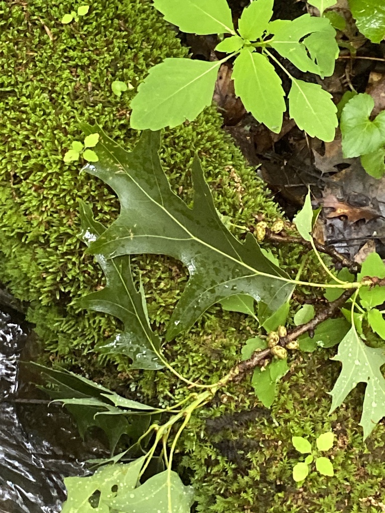 northern pin oak from Allen Rd, Conneaut Lake, PA, US on May 28, 2024 ...