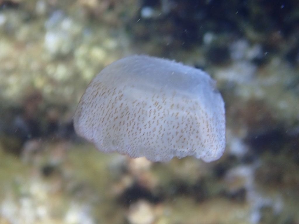 Mauve Stinger from Isola di Capri, Anacapri, Campania, IT on May 28 ...