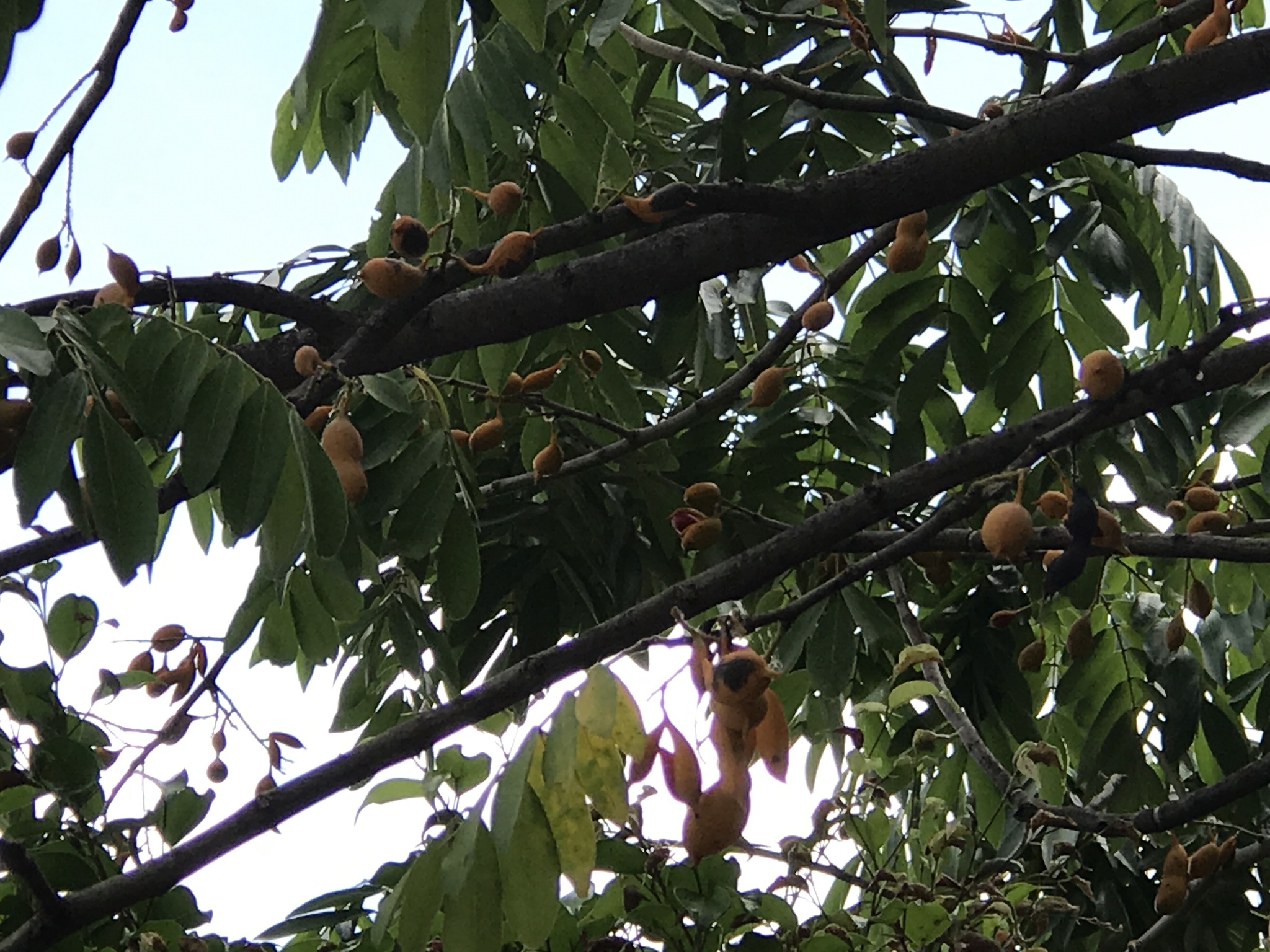 Swartzia cubensis (Britton & P.Wilson) Standl.